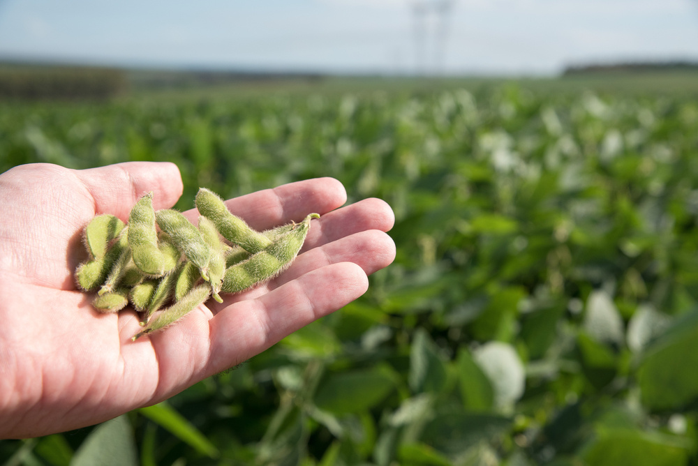 Kynetec - From Regulation to Innovation: How China’s Crop Protection ...