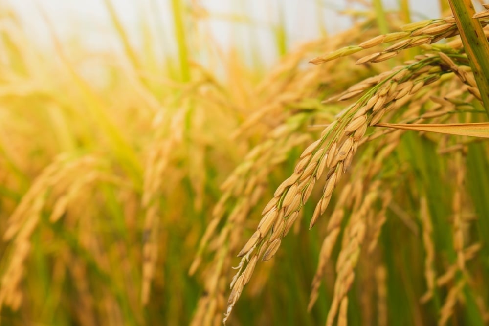 Kynetec - From Regulation to Innovation: How China’s Crop Protection ...