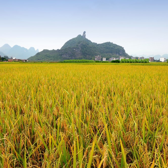 CropTrak™ China findings show rice and horticulture crops dominating